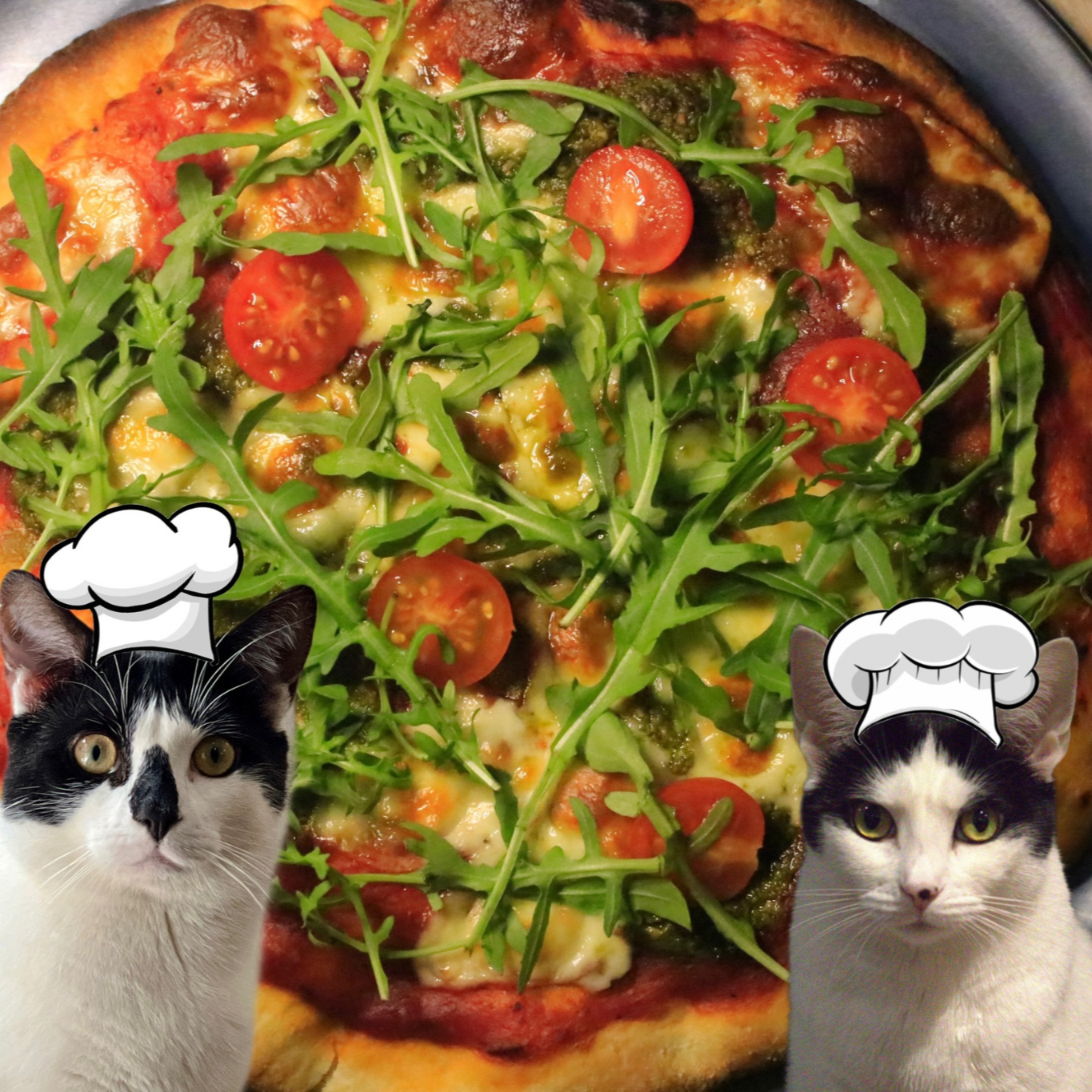 Tao's New Home + Our New Food Menu! – Lady Dinah's Cat Emporium